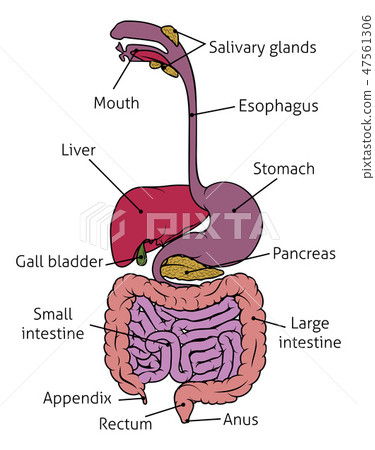 Human Gastrointestinal System Gut Digestive Tract - Stock Illustration ...