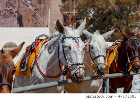 Donkeys for horse riding in the village Oia. - Stock Photo [47573595 ...