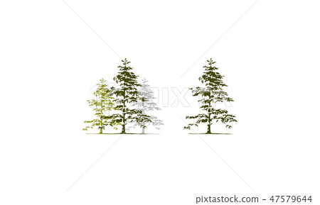 Cedar Tree Template Set - Stock Illustration [47579644] - PIXTA