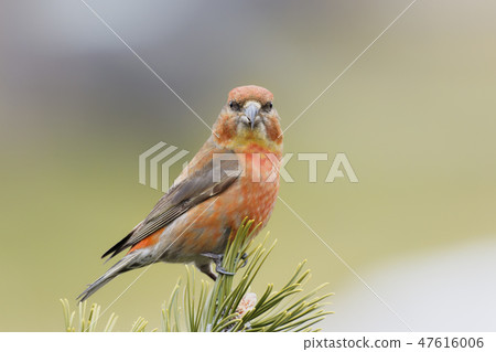 Front of Ischa - Stock Photo [47616006] - PIXTA