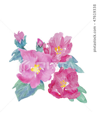 Pink Fuyo flower watercolor illustration - Stock Illustration [47619338 ...