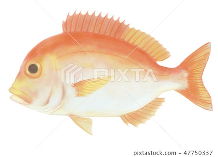 Kiddai - Stock Illustration [47750337] - PIXTA