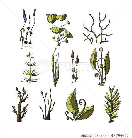 Prehistoric vector plants. - Stock Illustration [47794612] - PIXTA
