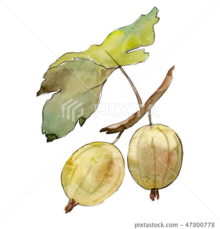 Isolated gooseberry illustration element.... - Stock Illustration ...