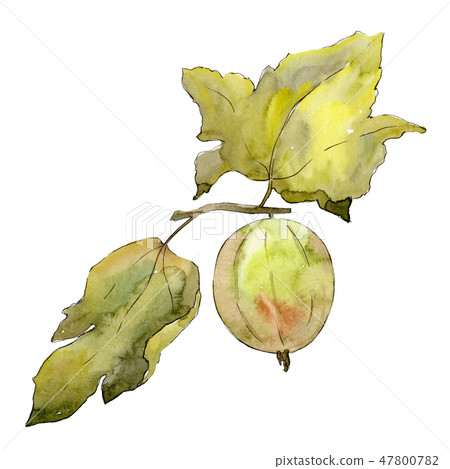 Isolated gooseberry illustration element.... - Stock Illustration ...