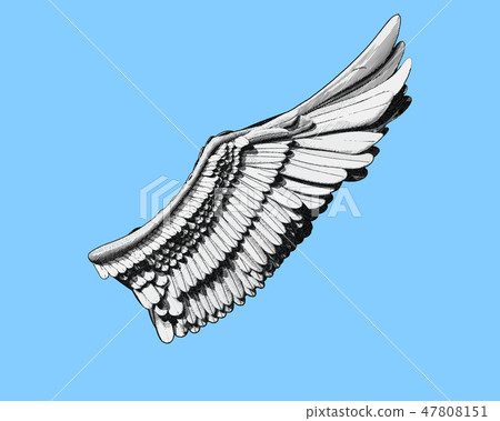 Engraving wing illustration on blue BG - Stock Illustration [47808151 ...