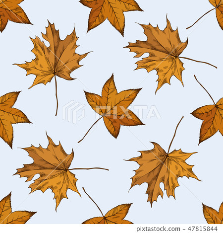 Seamless pattern with hand drawn colored maple... - Stock Illustration ...