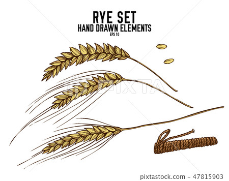 Vector collection of hand drawn colored rye - Stock Illustration ...