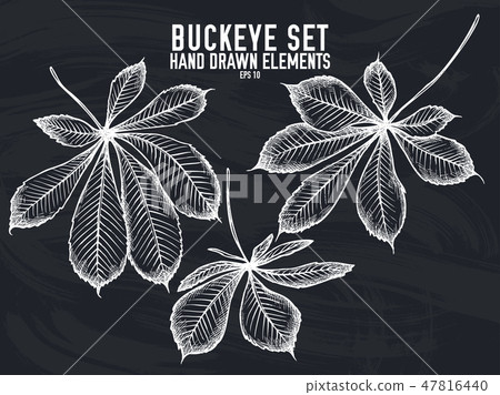 Vector collection of hand drawn chalk buckeye - Stock Illustration ...