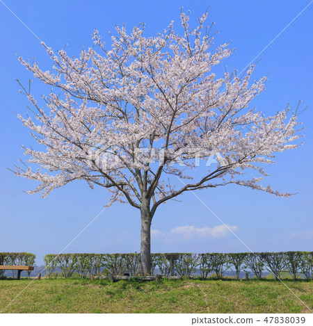 High-definition cherry tree (17500 x 170000 px) - Stock Photo [47838039 ...