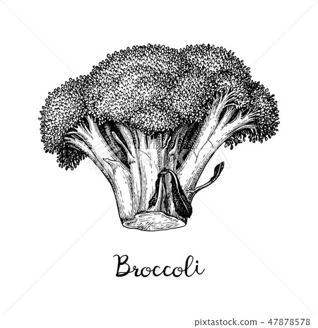Ink sketch of broccoli. - Stock Illustration [47878578] - PIXTA