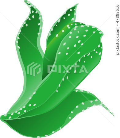 Ice plant - Stock Illustration [47888616] - PIXTA