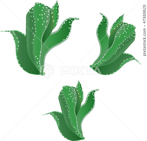 Ice plant - Stock Illustration [47888620] - PIXTA