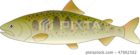 Amago - Stock Illustration [47982582] - PIXTA