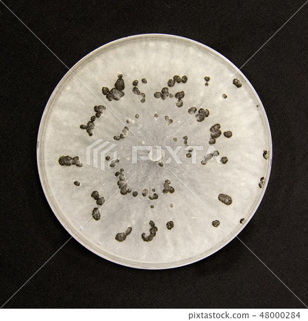 Botrytis cinerea Gray mold bacterial culture... - Stock Photo [48000284 ...