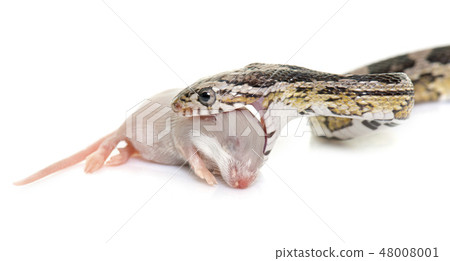 Snake Eating Mouse