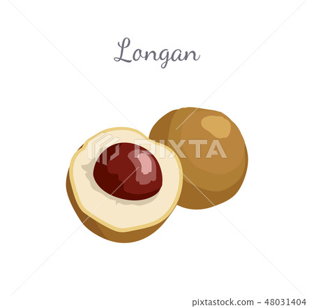 Longan Exotic Juicy Fruit Plant Related to Litchi - Stock Illustration ...