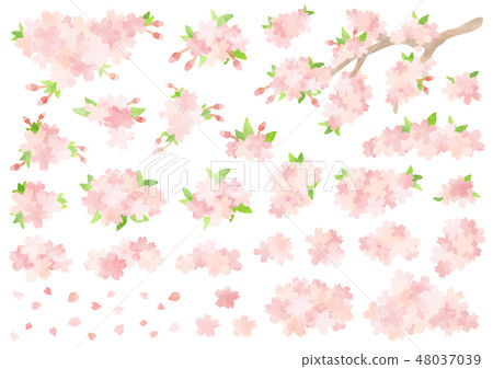 Sakura parts set - Stock Illustration [48037039] - PIXTA