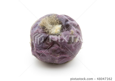 Spoiled Blueberry Gray Fungus Botrytis /... - Stock Photo [48047162 ...