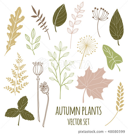 Set of botany sketches and line doodles - Stock Illustration [48080399 ...