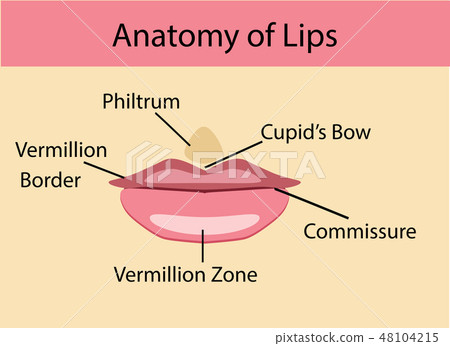 Anatomy of lips, vector illustration - Stock Illustration [48104215 ...