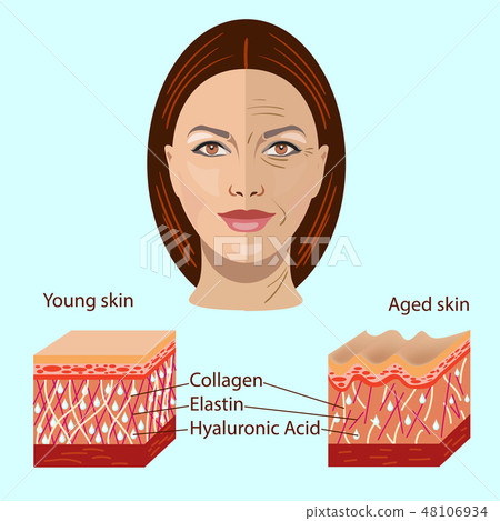Vector face and two types of skin - Stock Illustration [48106934] - PIXTA