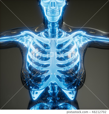 Transparent Human Body with Visible Bones - Stock Illustration ...
