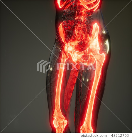 Transparent Human Body with Visible Bones - Stock Illustration ...