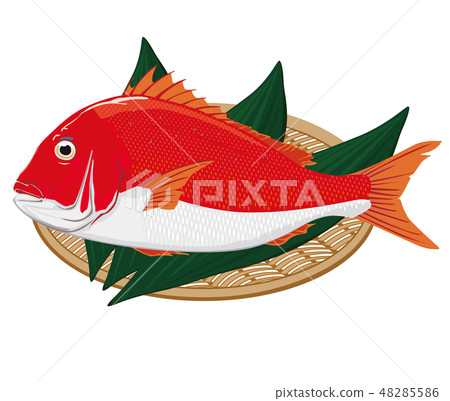 Snapper snapper red sea clipart illustration - Stock Illustration ...