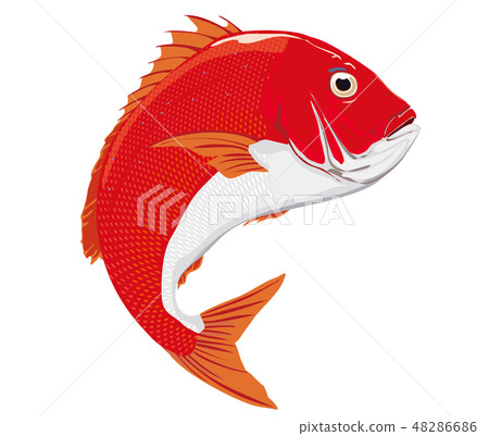 Snapper snapper red sea clipart illustration - Stock Illustration ...