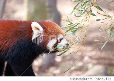 Red Panda Grass