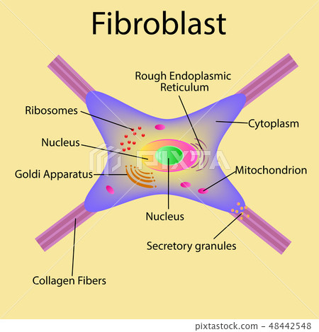 Structure of Fibroblast cell. - Stock Illustration [48442548] - PIXTA