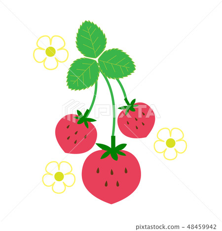 Ichigo flower illustration - Stock Illustration [48459942] - PIXTA