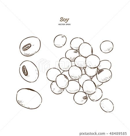 Soy bean, hand draw sketch vector. - Stock Illustration [48489585] - PIXTA