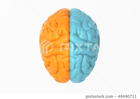 Brain illustration in orange and blue side color - Stock Illustration ...