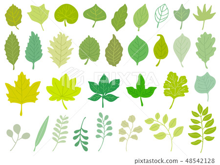 Leaf set - Stock Illustration [48542128] - PIXTA