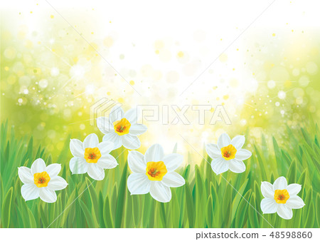 Vector daffodil flowers on spring background. - Stock Illustration ...