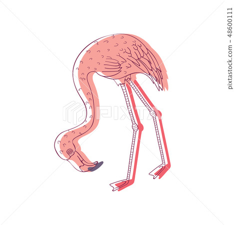 Pink flamingo standing bowing its neck to the... - Stock Illustration ...