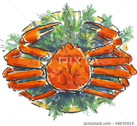 Snow crab - Stock Illustration [48630824] - PIXTA