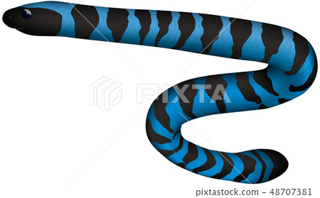 Erabu sea snake illustration eps vector - Stock Illustration [48707381 ...