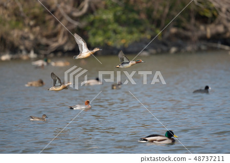 Flying ducklings ♪ - Stock Photo [48737211] - PIXTA