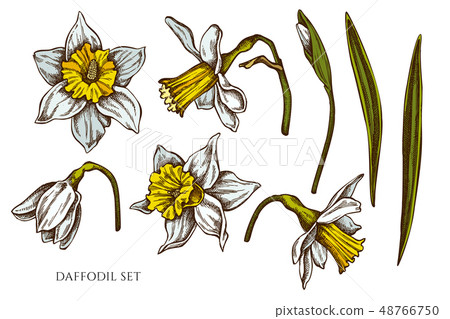 Vector collection of hand drawn colored daffodil - Stock Illustration ...