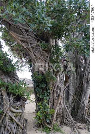 Sub Tropical Root System