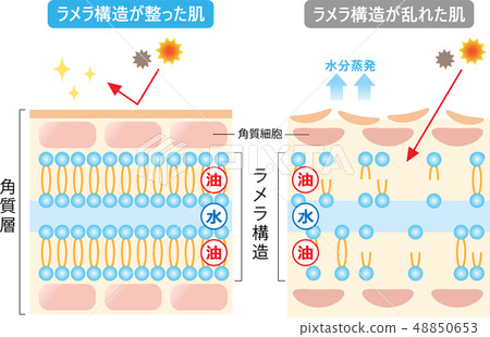 Lamellar structure Cross section of skin - Stock Illustration [48850653 ...