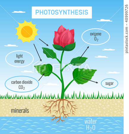 Photosynthesis Educational Poster - Stock Illustration [48999726] - PIXTA
