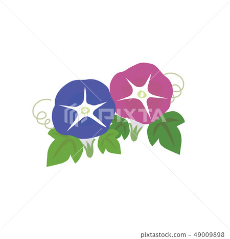 Asagao Illustration - Stock Illustration [49009898] - PIXTA