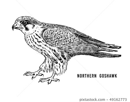 Northern goshawk. Wild forest bird of prey.... - Stock Illustration ...