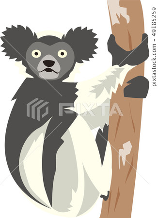 Indri - Stock Illustration [49185259] - PIXTA