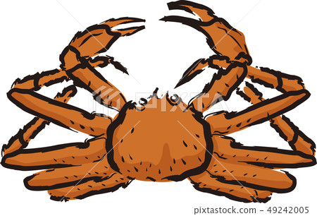 Snow crab - Stock Illustration [49242005] - PIXTA