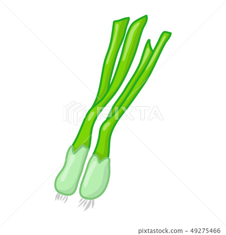 green onion or scallion cartoon isolated - Stock Illustration [49275466 ...